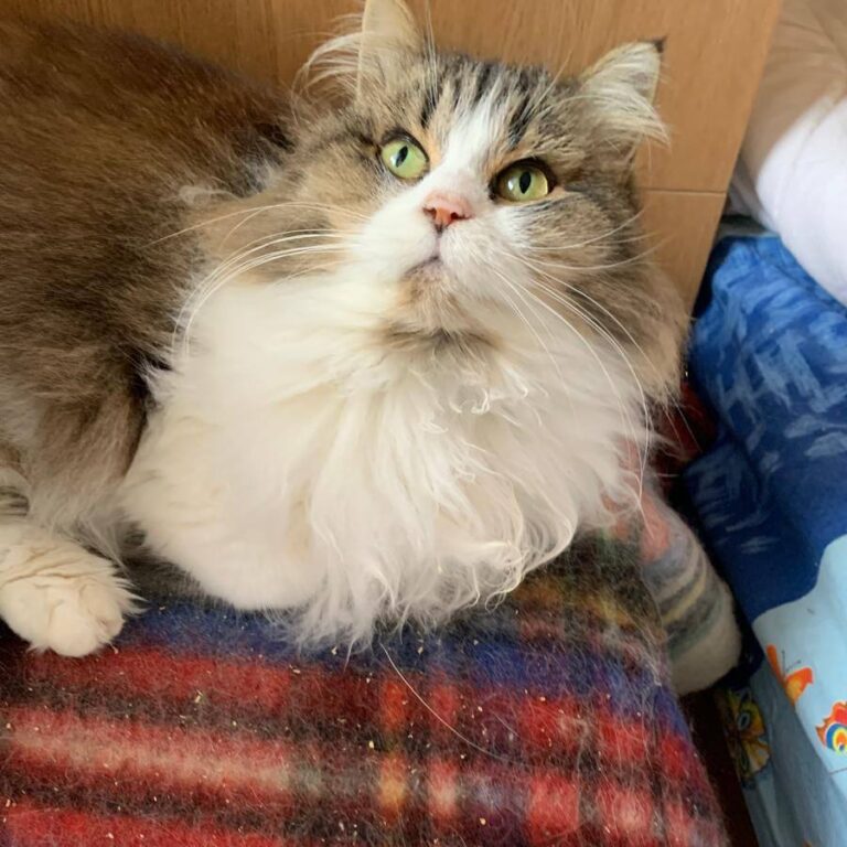 Kayla - Katzenglück Ukraine