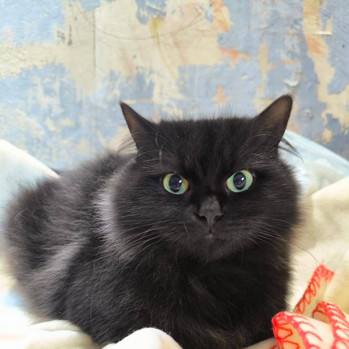 Malva - Katzenglück Ukraine